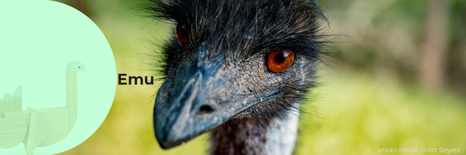 Curious facts about Emu – ESNAF TOYS®